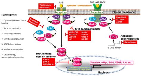 A Brief Update On Stat3 Signaling Current Challenges And Future Directions In Cancer Treatment