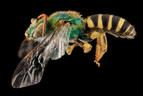 Agapostemon Virescens López Uribe Lab