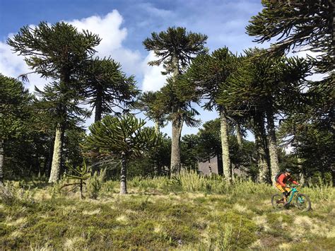 Conguillio National Park Adventure Travel Chile Bike Tours Hiking