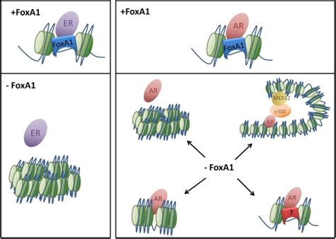 Loss Of Foxa1 Has Disparate Effects On Nuclear Receptor Binding Foxa1 Download Scientific