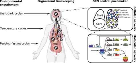 Multiscale Organization Of Circadian Clock Networks Circadian Clocks