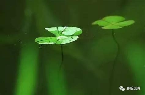 暖風賦穀雨穀雨節氣賦 每日頭條