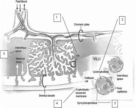 Schematic Representation Of The Human Placenta With The Inset Showing