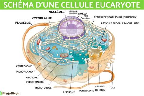 Cellule Eucaryote SchÉma Et CaractÉristiques