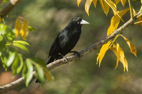 Conoce Todo Sobre El Cacique Ecuatoriano Un Ave Muy Rara Mis Animales