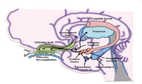 Piriform Cortex Anatomy