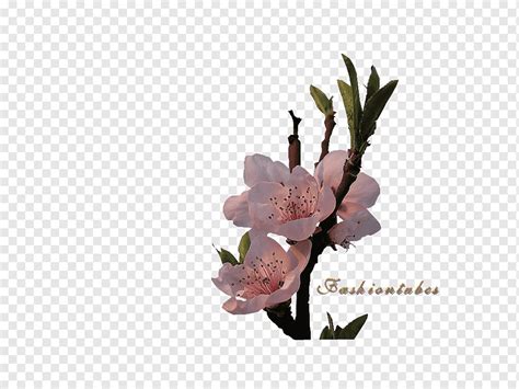 꽃 색칠하기 책 그림 어린이 가족 재미 아이 그림 게임 꽃 어린이 분기 인공 꽃 Png Pngwing
