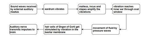 Auditory Pathway Flowchart