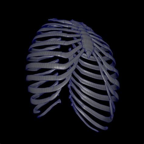 3d Model Rigged Skeleton Skeletal System Skeleton Rig Vr Ar Low Poly Cgtrader
