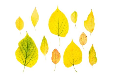 Premium Photo Collection Beautiful Colorful Autumn Leaves Isolated On