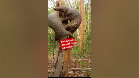 මතකද ඈයා ️ Youtube