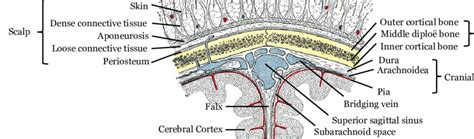2 Schematic Representation Of A Coronal Cross Section Through The Download Scientific Diagram
