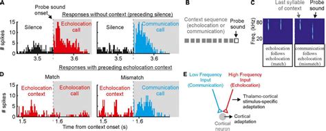 contextual modulation of auditory responses in the auditory cortex of