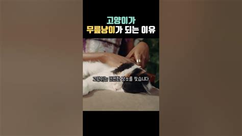 고양이가 무릎냥이가 되는 이유 고양이 무릎냥이 Youtube