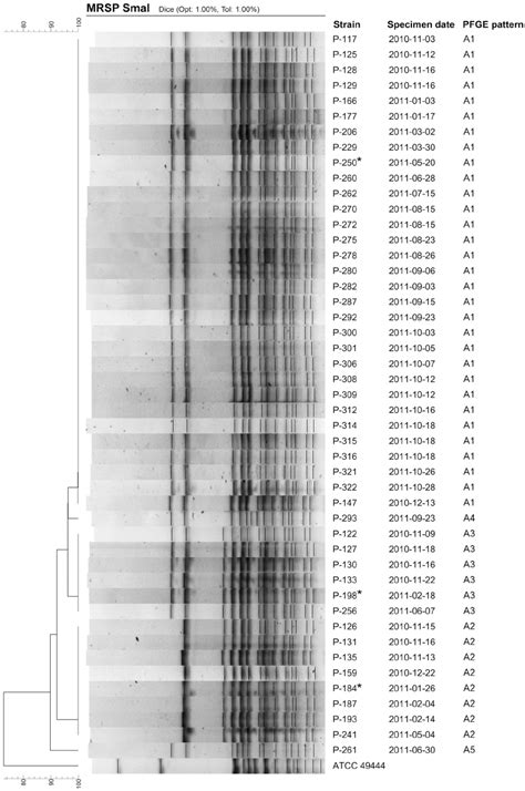 Dendrogram Of 47 Mrsp Isolates With The Outbreak Antibiogram See
