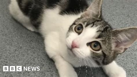 Kitten Found With No Sex Organs In Veterinary First In Tyneside R