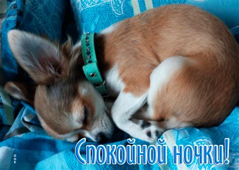 Забавная открытка с маленькой собачкой Спокойной ночки Скачать бесплатно на