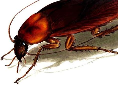 City Orders Emergency Demolition Of Cockroach Infested House