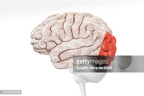 Cerebral Cortex Occipital Lobe In Red Color Profile View Isolated On