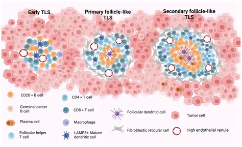 The Structure And Composition Of Tls With Different Maturity Early Tls Download Scientific
