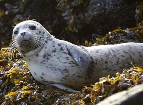 Žena željela Spasiti Mladunče Foke Ali Ga Je Zbog Nemara Ubila