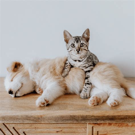 De Sexing Dogs And Cats North Shore And Eastern Suburbs Vetmed