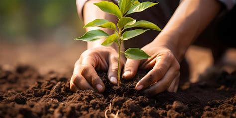 Premium Photo The Importance Of Planting Trees To Offset Carbon Emissions And Restore Oxygen