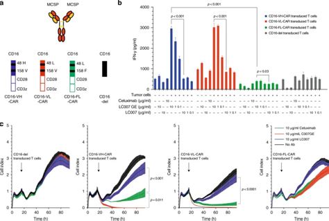 High Affinity Cd16 Polymorphism And Fc Engineered Antibodies Enable