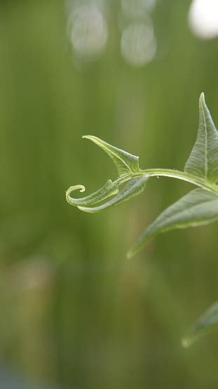 무성한 녹색 잎을 클로즈업하여 복잡한 정맥과 생생한 질감을 보여줍니다 이 이미지는 자연의 아름다움을 한 잎사귀에 담아냅니다 0명에 대한 스톡 사진 및 기타 이미지 Istock