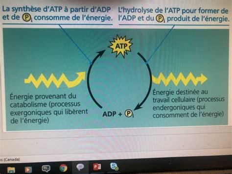 Chapitre 7 Structure Et Fonction Des Membranes Flashcards Quizlet