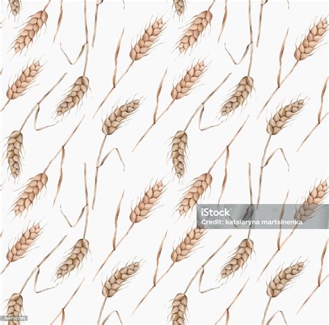 이음새가 없는 밀 작은 이삭 패턴 밀 스피카 귀리 작은 이삭 삽화 직물 월페이퍼 빵집 장식이 있는 수채화 허브 배경 밀