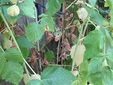 Raspberry Plant Is Dying At Randy Eubanks Blog