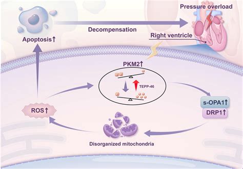 Schematic Model Of Promoting Pkm2 Tetramerization Alleviates The