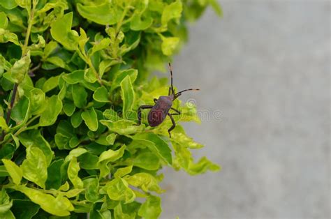 Leaf Footed Stink Bug Sitting On A Garden Hedge Coreidae Sap Sucking