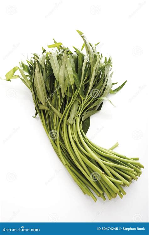 Ipomoea Aquatica Swamp Cabbge Swamp Cabbage White Stem Royalty Free