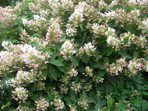 Oakleaf Hydrangea How To Grow And Care For Hydrangea Quercifolia Garden Design