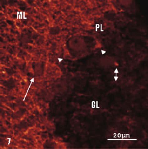 Higher Magnification Of Granule Cell Layer Gl Purkinje Cell Layer Download Scientific
