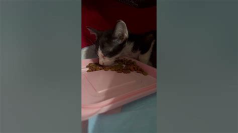 မွှေးစားသားလေးရောက်လာတော့ အိမ်ကဘုရင်မမြင်ဘူးတော့ ကြောက်ကြောက်နဲ့ကြည့်နေရှာတာ Lovestory Cat