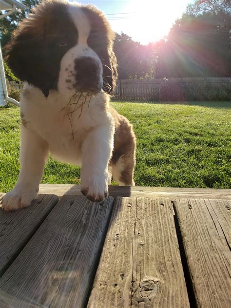 Got Grass Scrolller Got Grass Scrolller