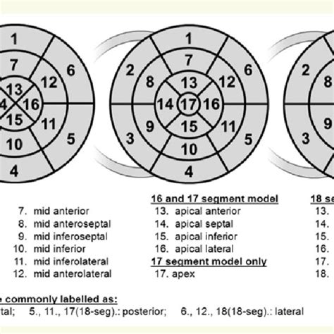 Schematic Diagram Of The Different Lv Segmentation Models Left Panel