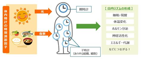 より健康に過ごすために体内時計を整えよう 産業保健新聞ドクタートラスト運営