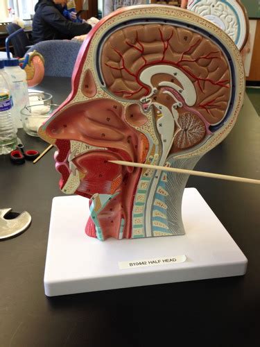 Bio 242 Lab Digestive System Flashcards Quizlet