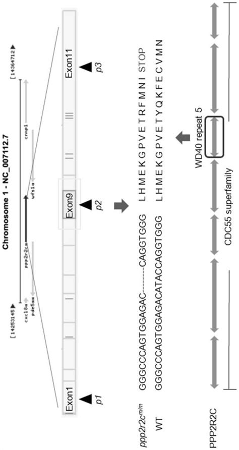 Pp2a Agonist For Preventing And Treating Mental Disorders Caused By Normal Aging Or Reduction Of