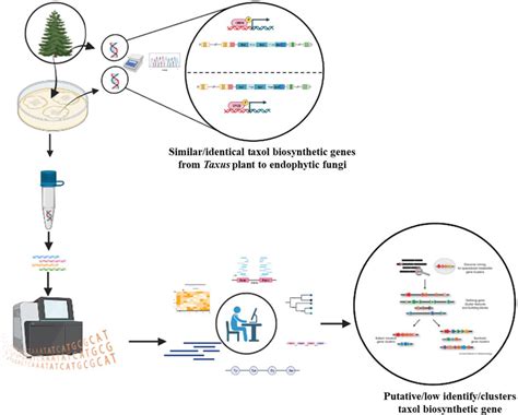 Finding The Orthologs Taxol Biosynthetic Genes By Pcr Based Approaches Download Scientific