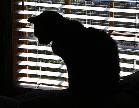 Sam In Deep Thought Photograph By Jester Rawls Fine Art America