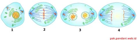 Perhatikan Gambar Mitosis Berikut Metafase Dan Telofase Ditunjukan Oleh Nomor Primalangga