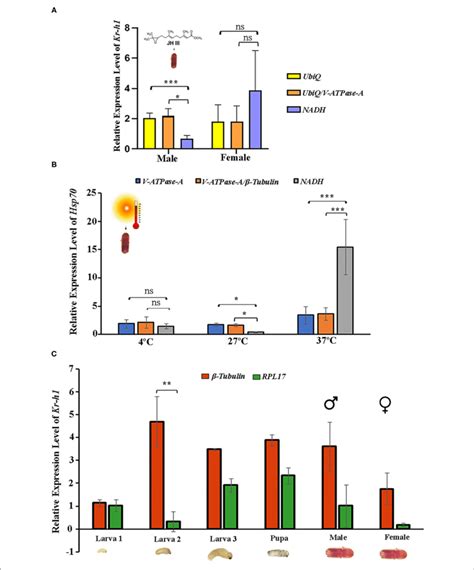 Validation Of The Recommended Reference Genes The Relative Download Scientific Diagram