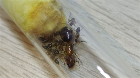 Camponotus Maculatus Subnudus Ants For Sale Esprit Fourmis