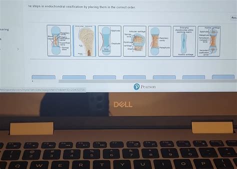 Endochondral Ossification Steps