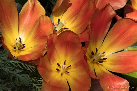 Lauren Brice Gurushots